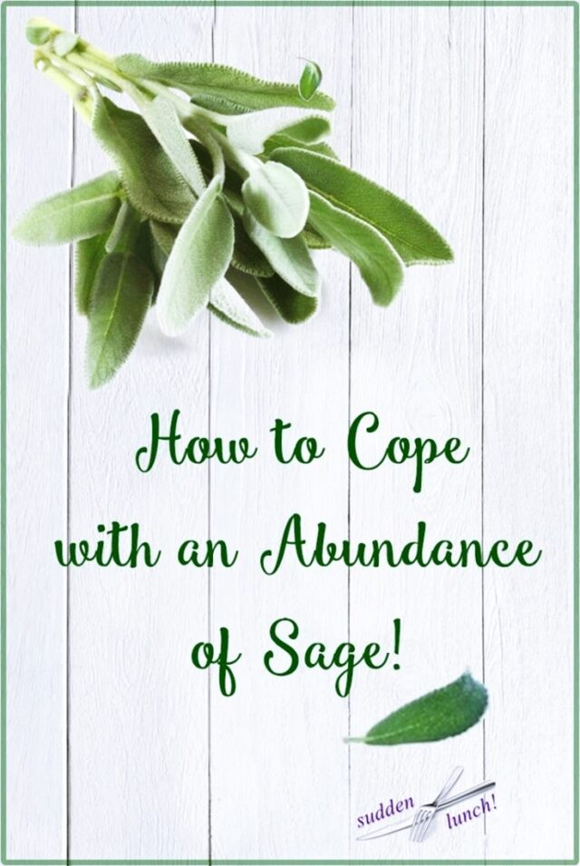 How to Cope with an Abundance of Fresh Sage!